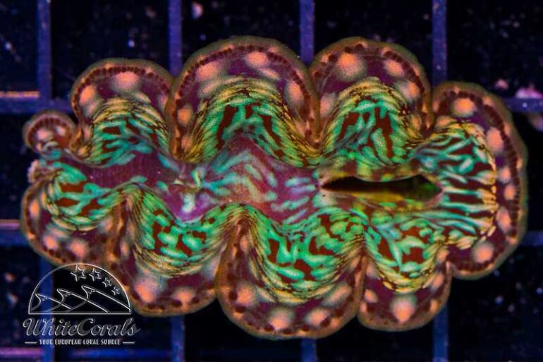 We’ve Never Seen Maxima Clams this Green! | Reef Builders | The Reef ...