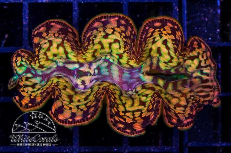 Flashback Friday: All the Giant Clams of the World (So Far,) by Jake ...