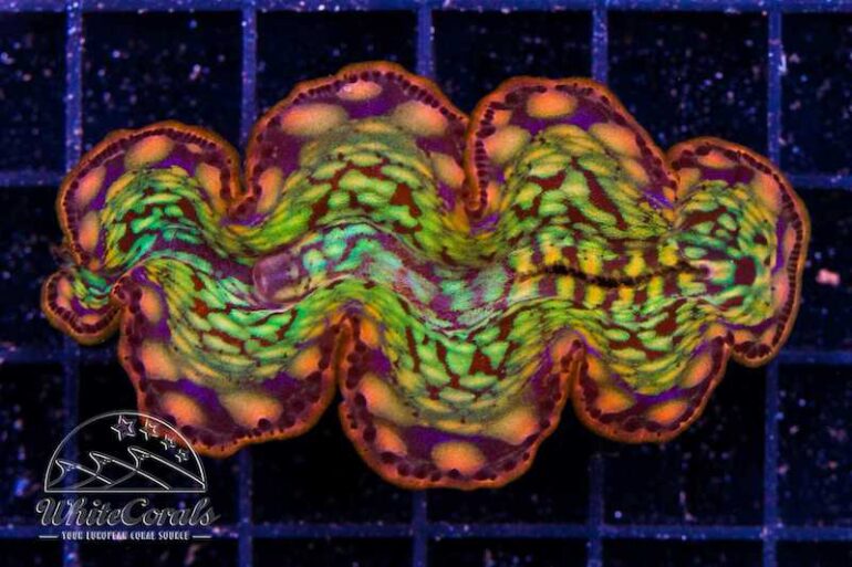 We’ve Never Seen Maxima Clams this Green! | Reef Builders | The Reef ...
