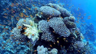 Red Sea Reefs Set the Bar for Peak Stony Coral Growth | Reef Builders ...