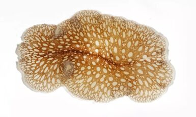 Pericelis tectivorum, the GIANT Predatory Flatworm | Reef Builders ...