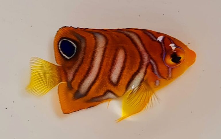 A Close Look at Captive Bred Regal Angelfish | Reef Builders | The Reef ...
