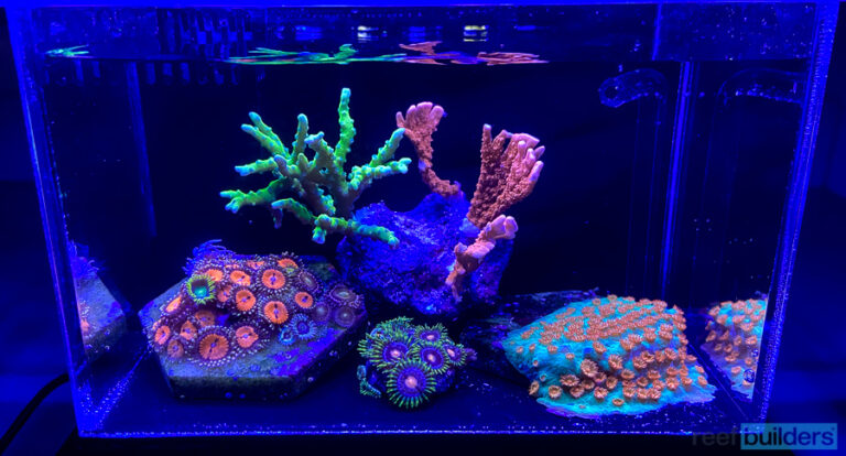 Building the Smallest Reef Tank Possible - a ‘Planck Reef’ | Reef ...