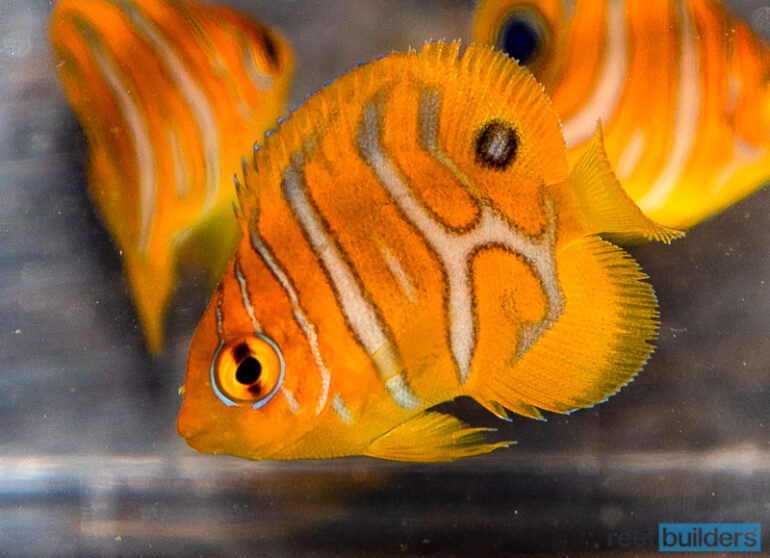 A Close Look at Captive Bred Regal Angelfish | Reef Builders | The Reef ...