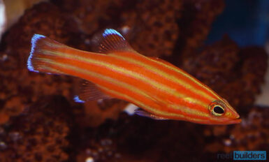 Hyper Yellow Swissguard Basslet Lands at Abyss Aquatic Warehouse | Reef ...