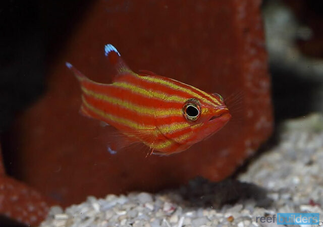 Hyper Yellow Swissguard Basslet Lands at Abyss Aquatic Warehouse | Reef ...