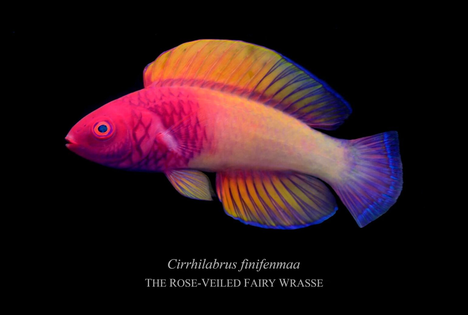 Cirrhilabrus finifenmaa: a New Name for the Rosey Scale Fairy Wrasse ...