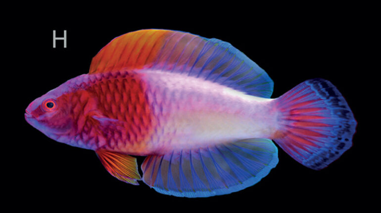 Cirrhilabrus finifenmaa: a New Name for the Rosey Scale Fairy Wrasse ...