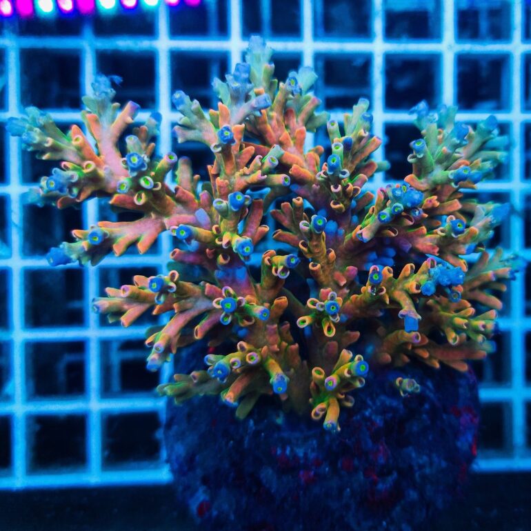 Acropora striata - Rainbow Hues from Bali Aquarium’s Coral Farm | Reef ...