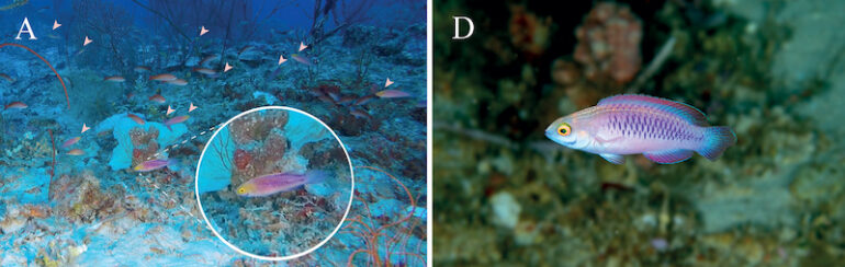 Cirrhilabrus finifenmaa: a New Name for the Rosey Scale Fairy Wrasse ...