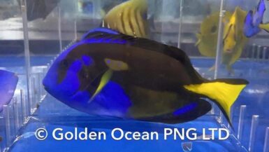 Flashing Blue Tang Can’t Decide its Coloration | Reef Builders | The ...