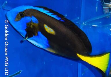 Flashing Blue Tang Can’t Decide its Coloration | Reef Builders | The ...