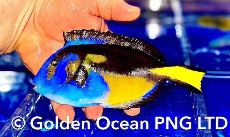 Flashing Blue Tang Can’t Decide its Coloration | Reef Builders | The ...