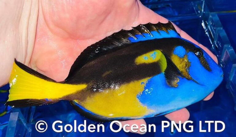 Flashing Blue Tang Can’t Decide its Coloration | Reef Builders | The ...