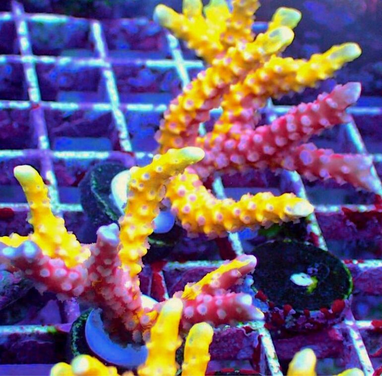 World’s First Grafted Anacropora Pops up for Reef Raft | Reef Builders ...