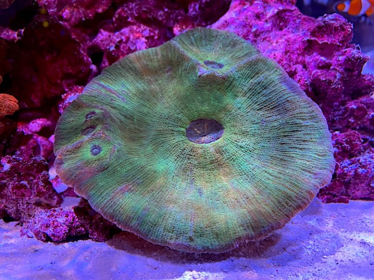Confused Moseleya Grew Like a Chalice Coral | Reef Builders | The Reef ...