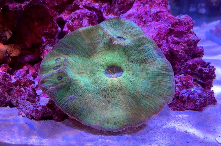 Confused Moseleya Grew Like a Chalice Coral | Reef Builders | The Reef ...
