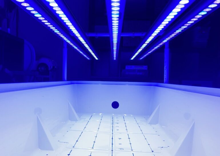 Quanta Pro LED Striplights for Reef Aquariums and Corals | Reef ...