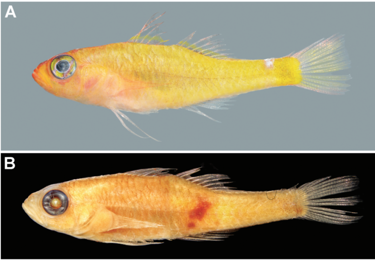 Trimma citrum is a new mesophotic pygmygoby from Vanuatu | Reef ...