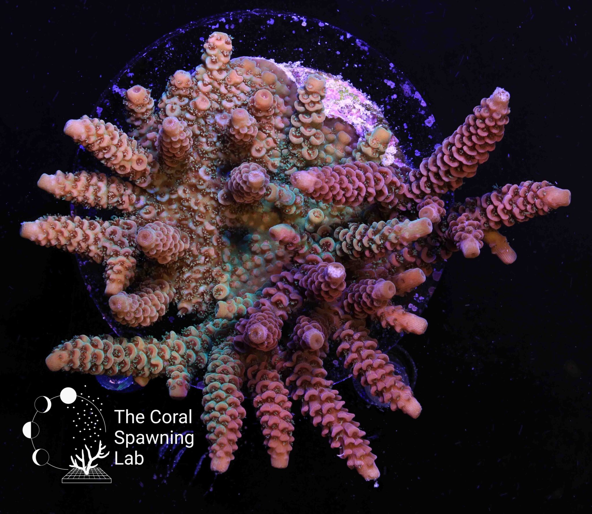 First tank-bred ‘designer spliced’ Acropora for sale | Reef Builders ...