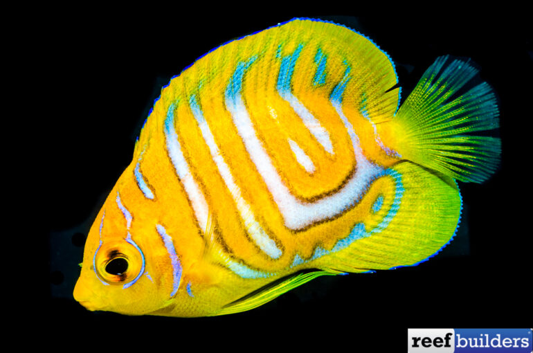 Purple X Yellow Tang Hybrid is a Crowning Achievement for Bali Aquarich ...