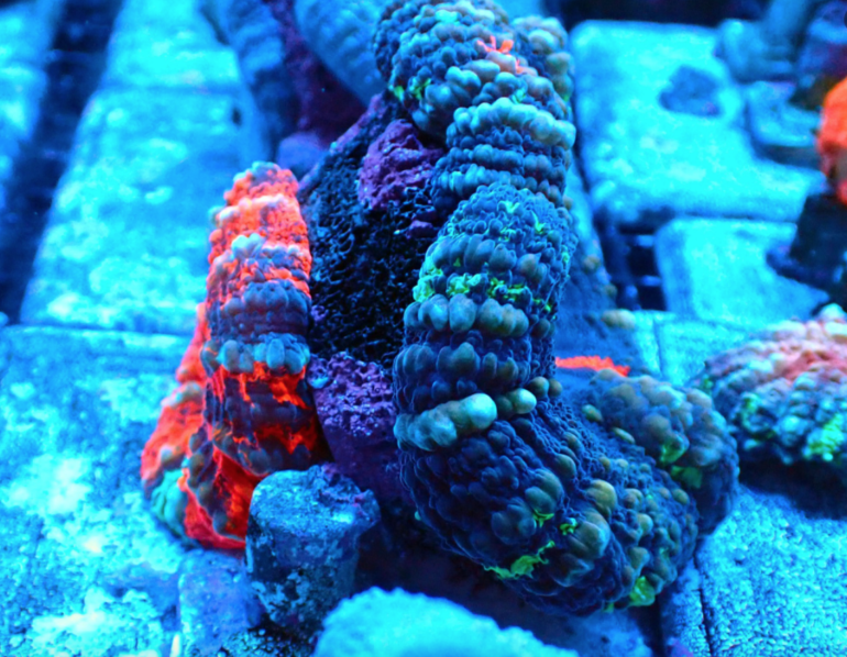 Ultra Coral Australia propagates Homophyllia from the bottom up | Reef ...