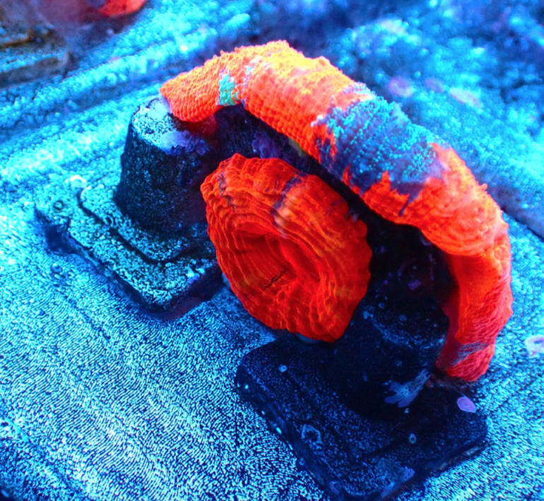 Ultra Coral Australia propagates Homophyllia from the bottom up | Reef ...