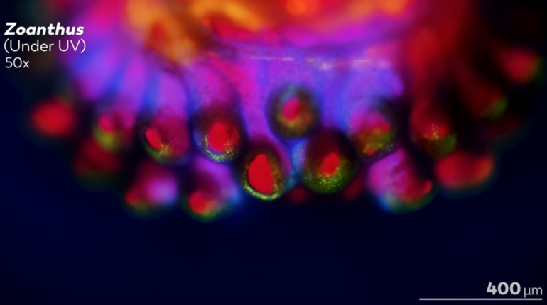 Journey to the Microcosmos will have you hooked on all things tiny ...