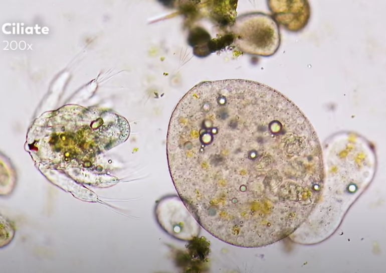 Journey to the Microcosmos will have you hooked on all things tiny ...