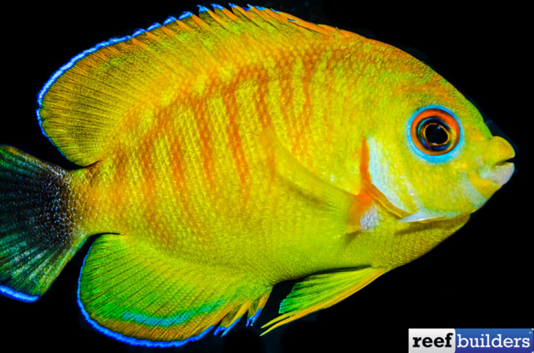 Purple X Yellow Tang Hybrid is a Crowning Achievement for Bali Aquarich ...