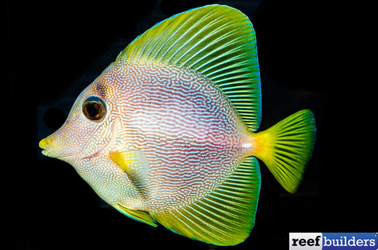Purple X Yellow Tang Hybrid is a Crowning Achievement for Bali Aquarich ...