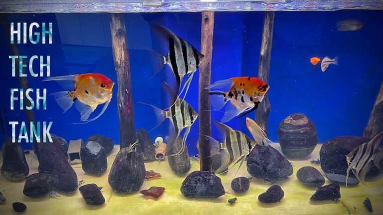 Freshwater Tanks Deserve High Tech Features Too! [Video] | Reef ...