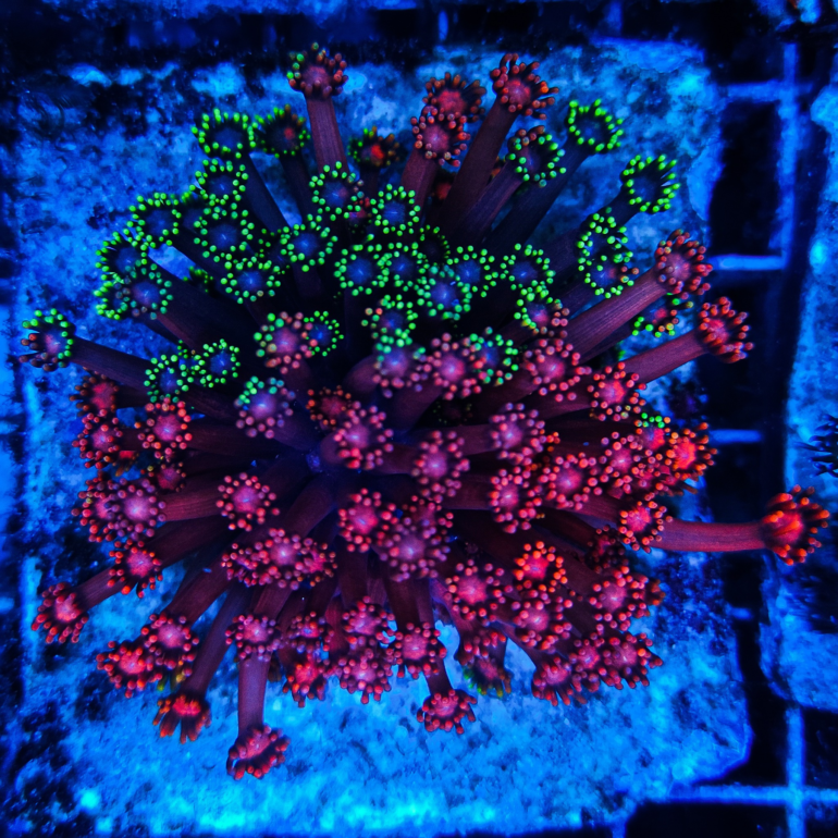 Bali Aquarium Becomes the first Licensed Ex-Situ Coral Farm in Indo ...