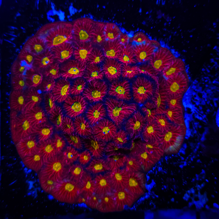 Bali Aquarium Becomes the first Licensed Ex-Situ Coral Farm in Indo ...