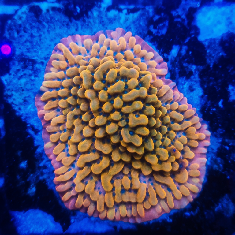 Bali Aquarium Becomes the first Licensed Ex-Situ Coral Farm in Indo ...