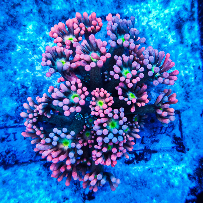 Bali Aquarium Becomes the first Licensed Ex-Situ Coral Farm in Indo ...