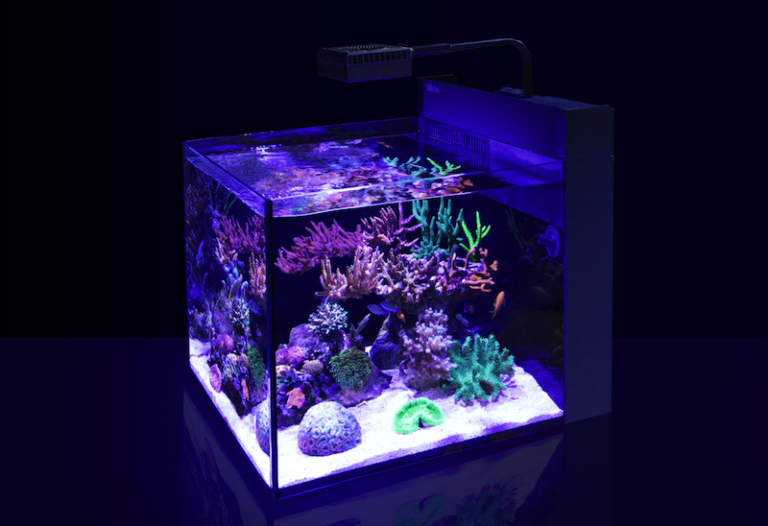 Luc Adams sets up tank with legacy corals | Reef Builders | The Reef ...