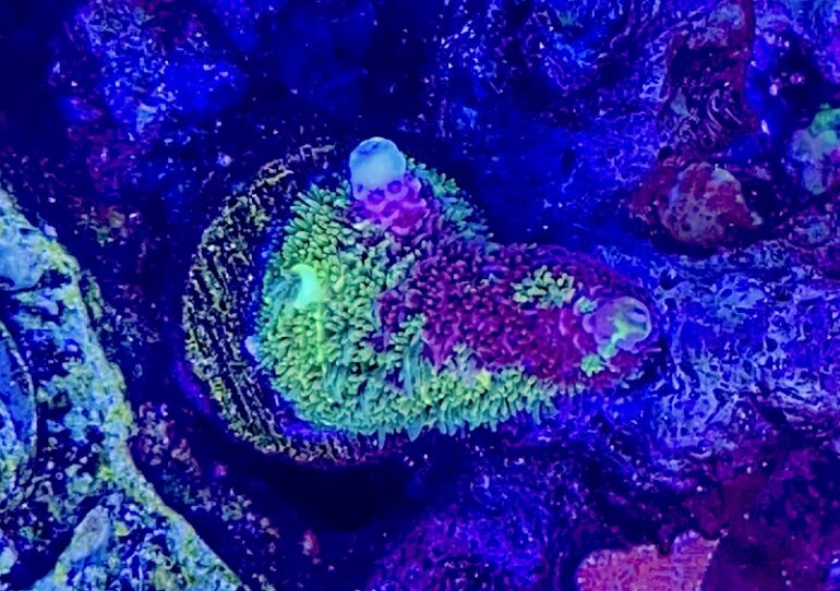 The Rainbow Splice Acro is all Grown Up! [Video] | Reef Builders | The ...