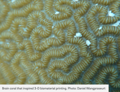 3D bioprinted coral skeletons can house symbiotic algae | Reef Builders ...