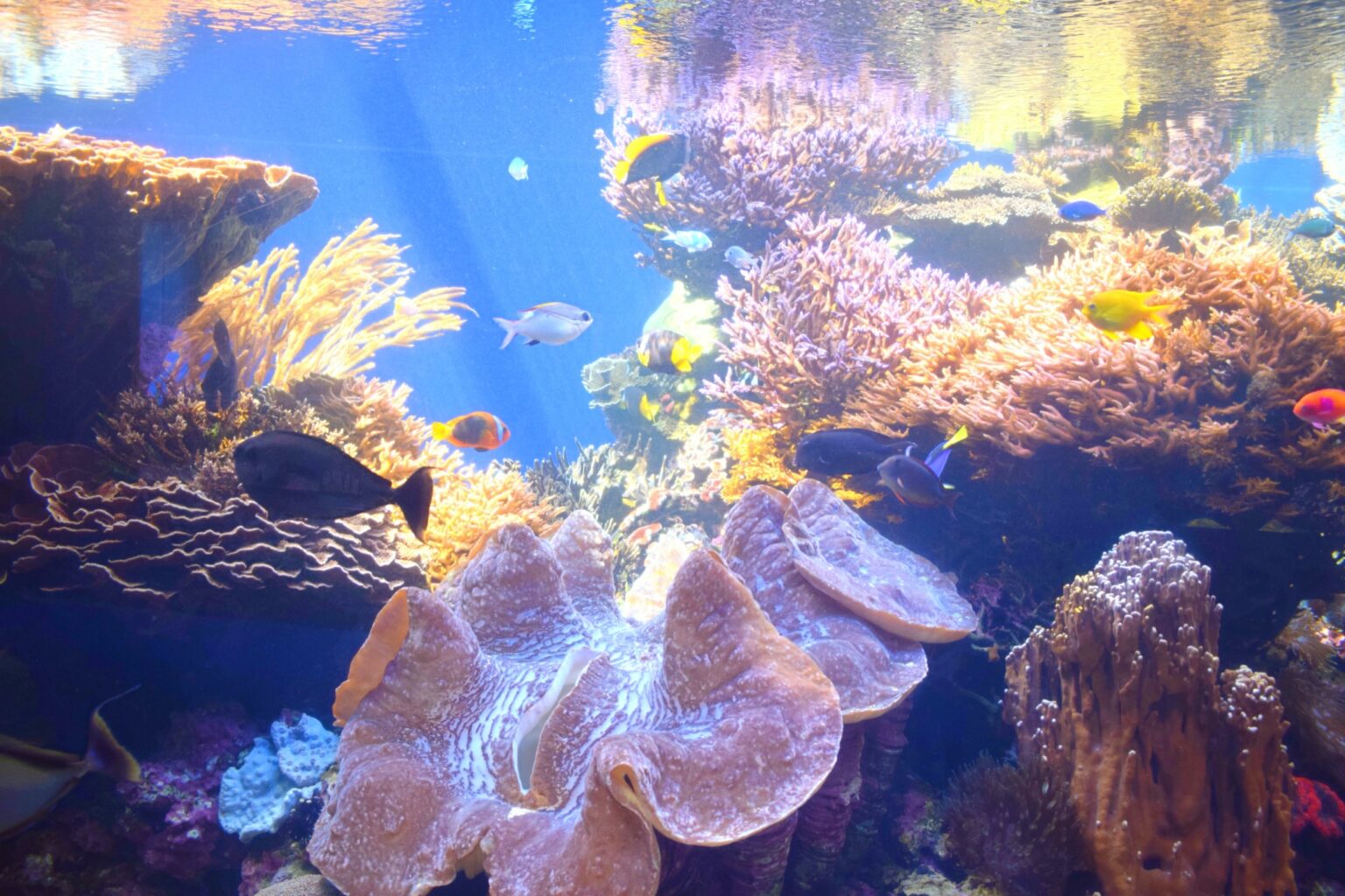 Waikiki’s Iconic Giant Clam Gone to Reef Tank in the Sky | Reef ...