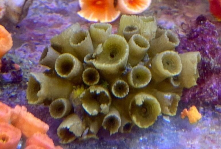 New Tubastrea Species Discovered in Hong Kong: T. dendroida, T ...