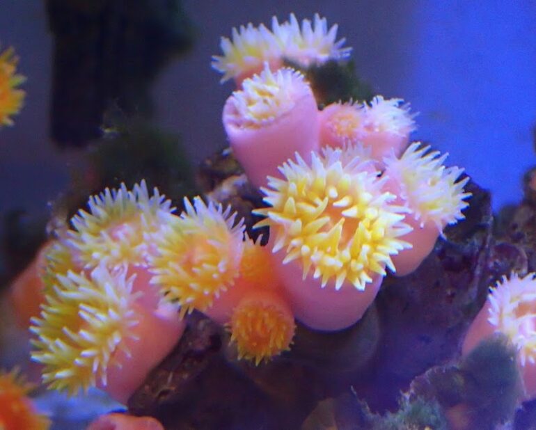 New Tubastrea Species Discovered in Hong Kong: T. dendroida, T ...