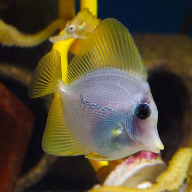 Purple X Yellow tang hybrids land at Abyss Aquatic Warehouse | Reef ...