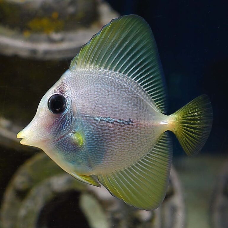 Purple X Yellow tang hybrids land at Abyss Aquatic Warehouse | Reef ...