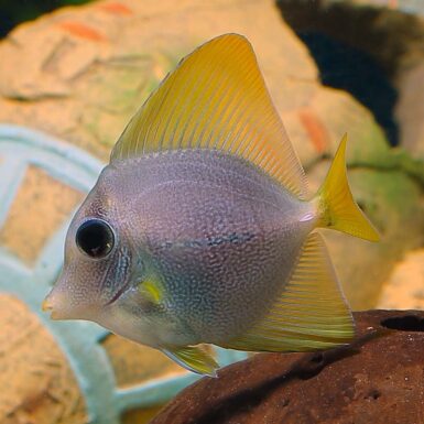 Purple X Yellow tang hybrids land at Abyss Aquatic Warehouse | Reef ...