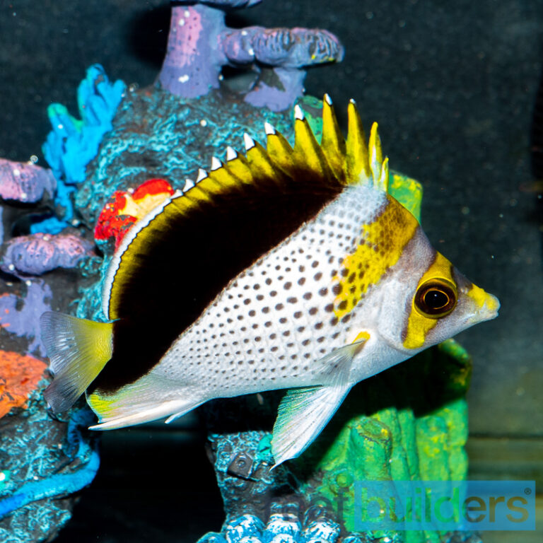 The ‘Cleanest’ Flavocoronatus Butterflyfish Appears at SDC-ERI | Reef ...