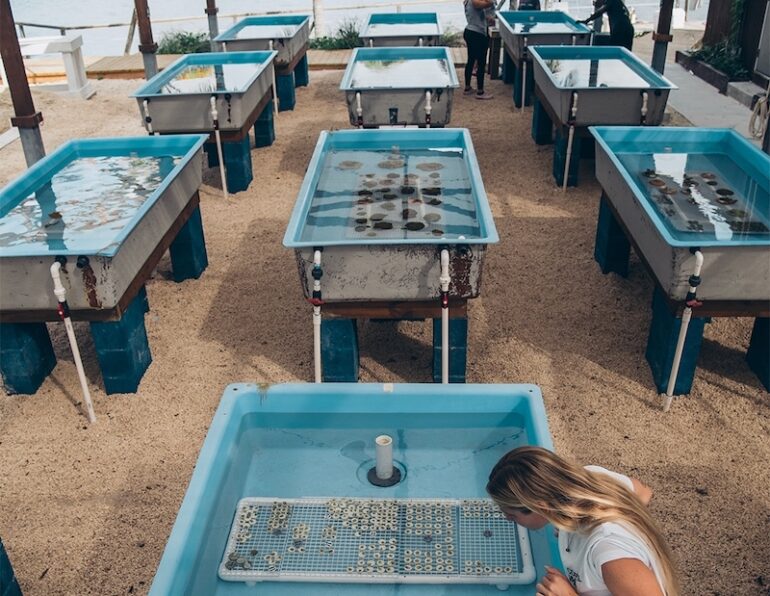 Coral Vita is Using Aquariums to Restore Corals in the Bahamas | Reef ...