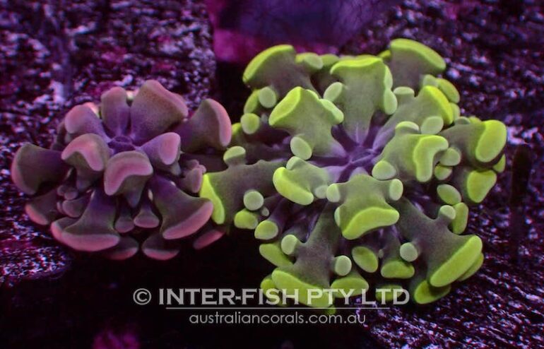 Captive Bred Nano Euphyllia Polyps are Adorable | Reef Builders | The ...