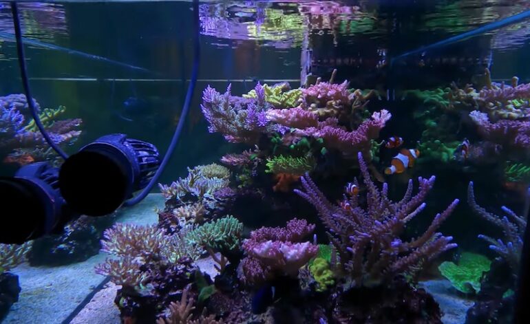 This Reef Tank by Kon is Practically Flawless [Video] | Reef Builders ...