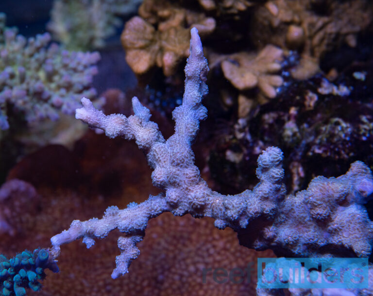Metalhead Echinopora Grows like Devil Horns | Reef Builders | The Reef ...